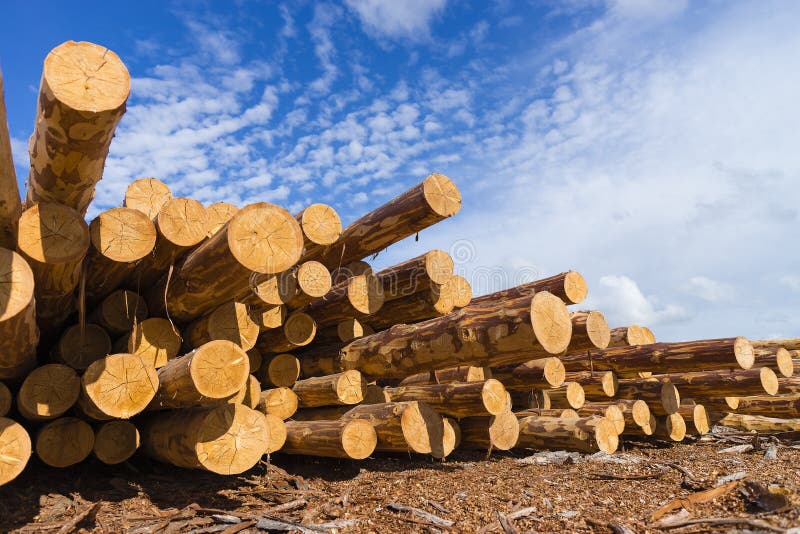 Wood Timber Construction Material for Background and Texture.. Timber ...