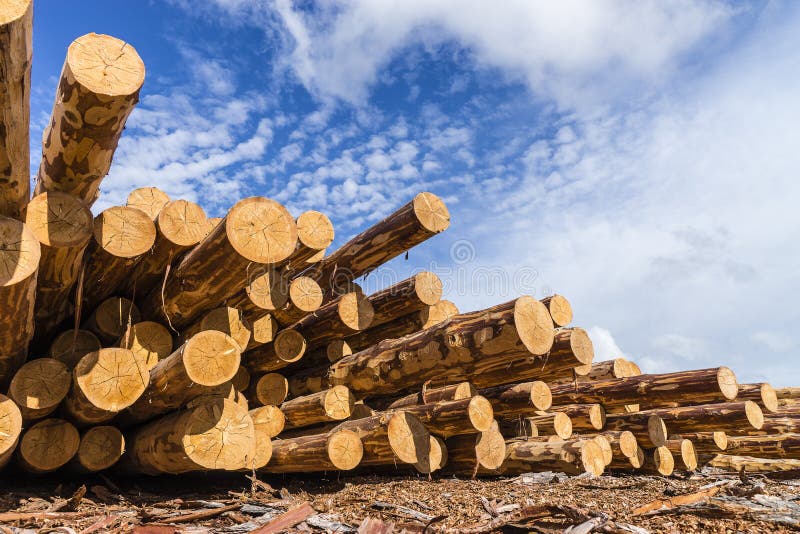 Wood Timber Construction Material for Background and Texture.. Timber ...