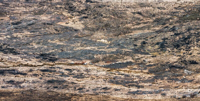 Wood timber decay stock photo. Image of decomposition - 46621724