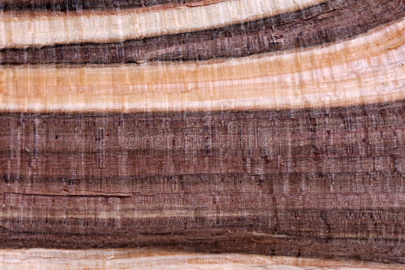 Wood Timber Tree Background Template Stock Photo - Image of rough ...