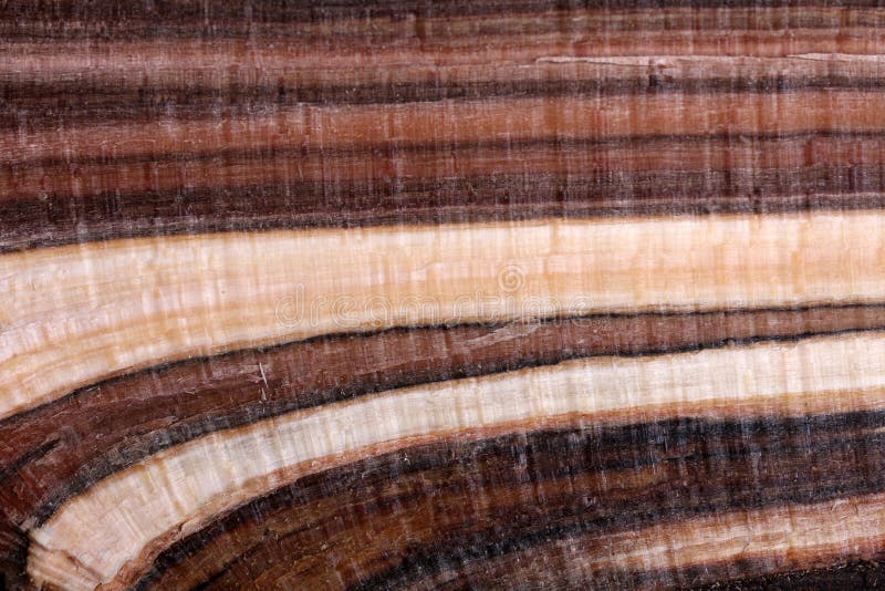 Wood Timber Tree Background Template Stock Photo - Image of floor ...