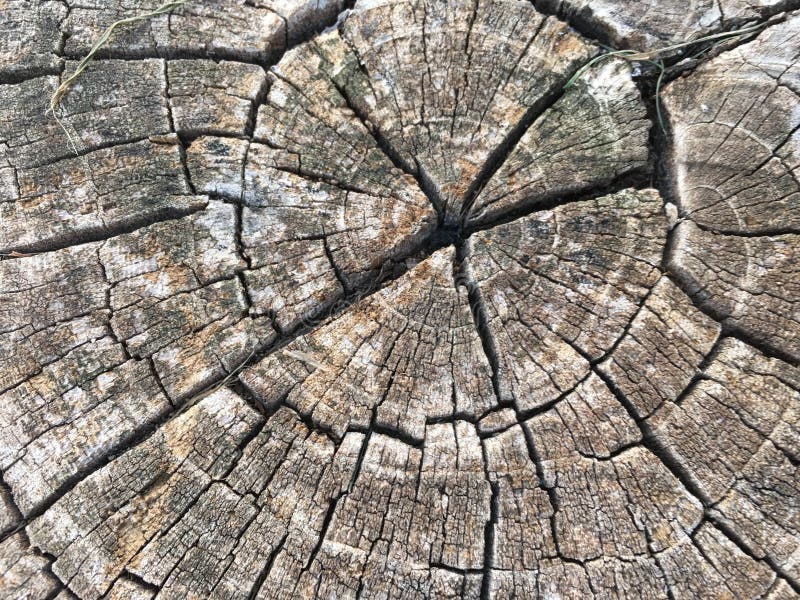 Wood tissue stock photo. Image of broken, antique, garden - 94319234