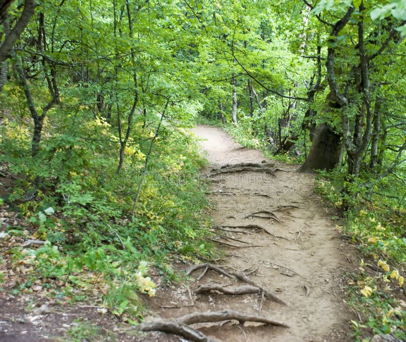 Wood track stock image. Image of street, tracks, foliage - 2853053