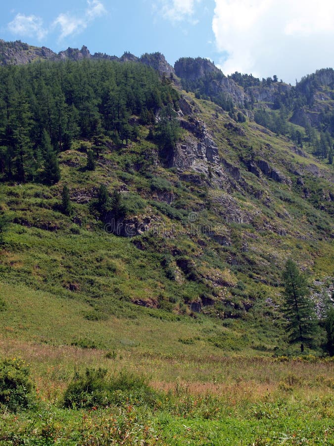 Wood tracks highland Altai stock image. Image of biome - 16875365
