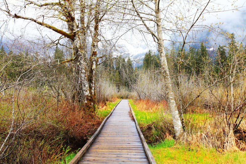 Wood Trail and Birch Trees Early Spring Landscape. Stock Photo - Image ...