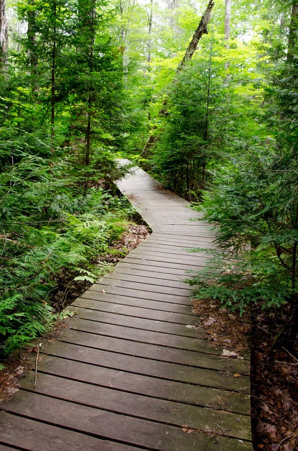 Wood Trail Through A Thick Forest Stock Image - Image of camping ...