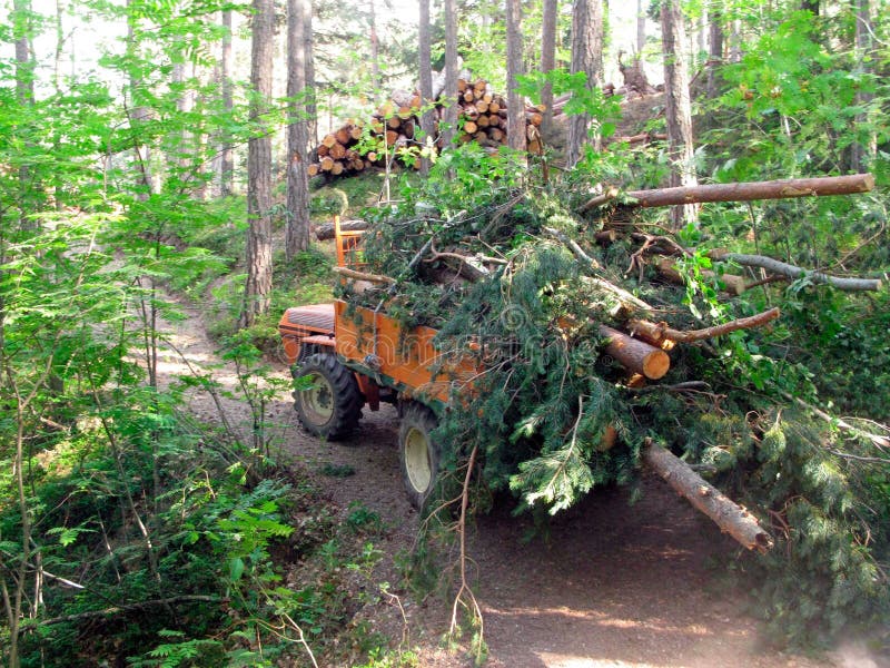 Wood Transport and Logistics in Forestry Stock Image - Image of logs ...