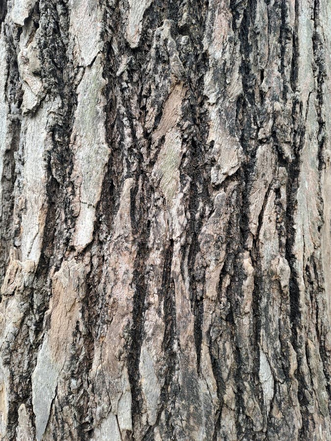 Wood Tree Bark with Cracked and Rough Texture in Forest Stock Image ...