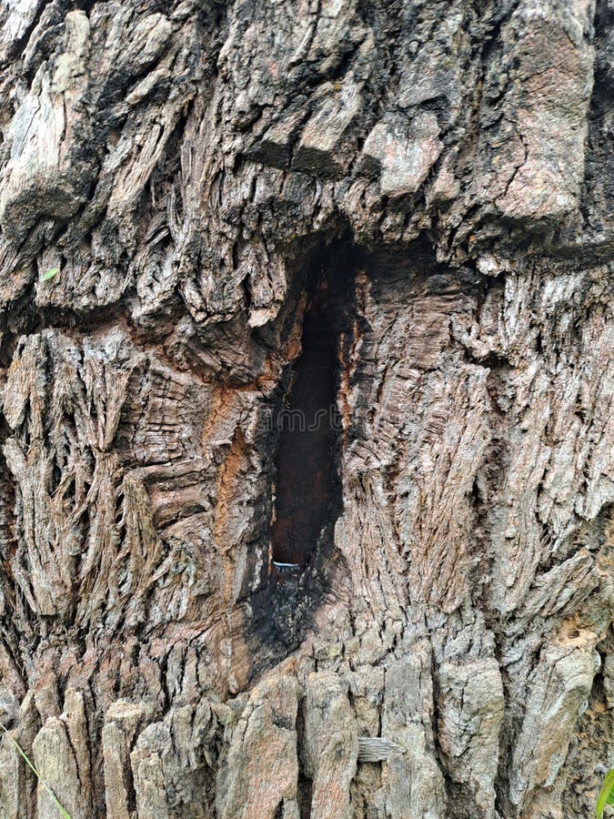 Wood Tree Bark with Hole Cracked and Rough Texture Stock Photo - Image ...