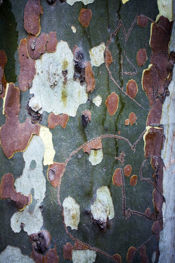 Wood Tree Body Bark stock image. Image of design, plant - 90897611