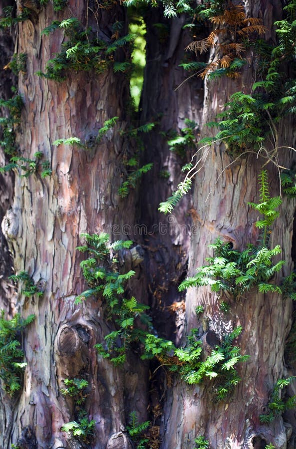 Wood Tree Body Bark stock photo. Image of plant, body - 90890520