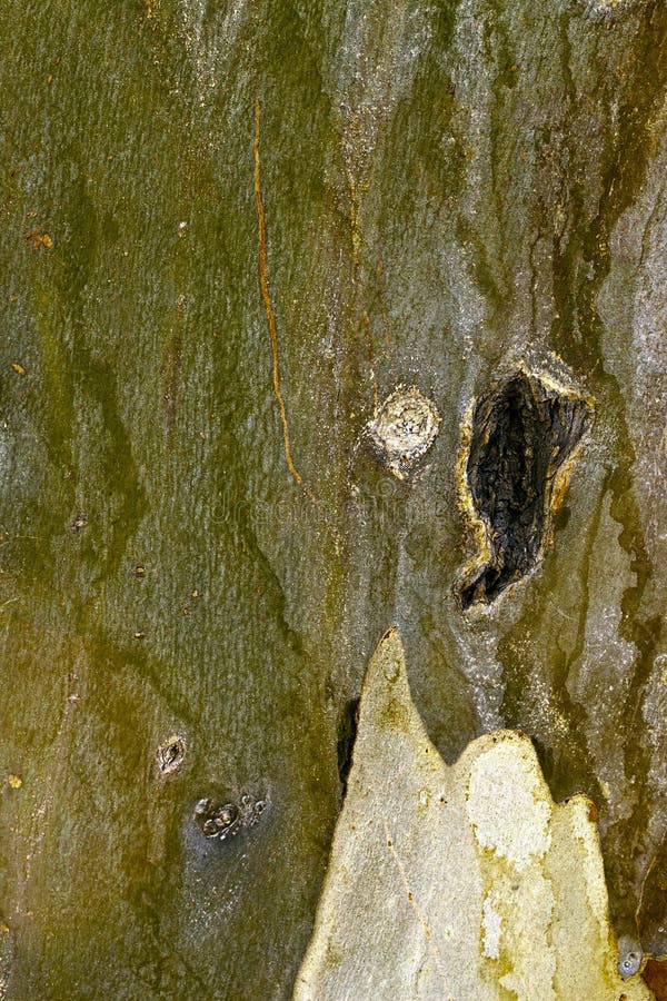 Wood Tree Body Bark stock image. Image of pine, corrosion - 90893209