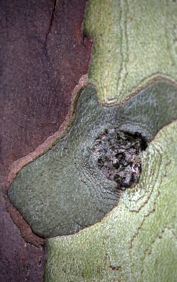 Wood Tree Body Bark stock image. Image of body, design - 90895625