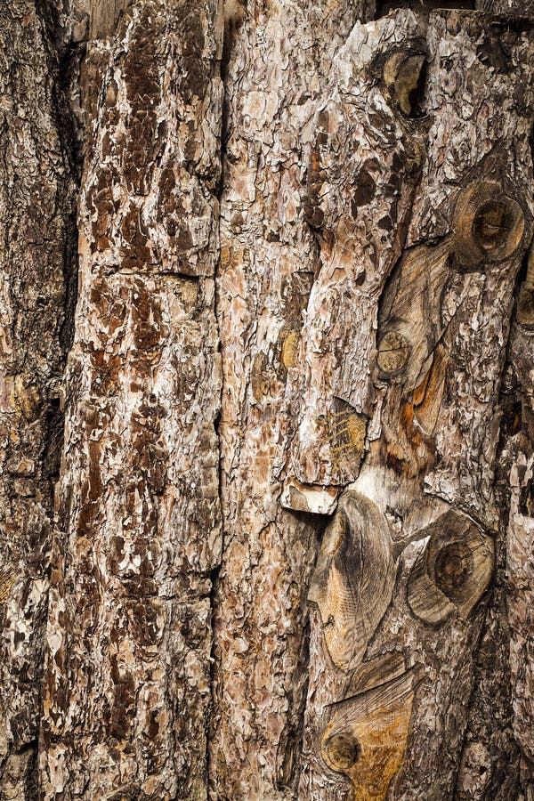 Wood Tree Body Bark stock photo. Image of history, brown - 90896566