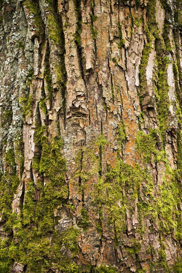 Wood Tree Body Bark stock image. Image of brown, body - 90897415