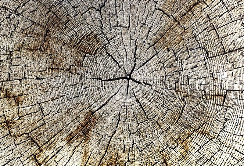 Tree body stock photo. Image of decorative, tree, body - 103016462