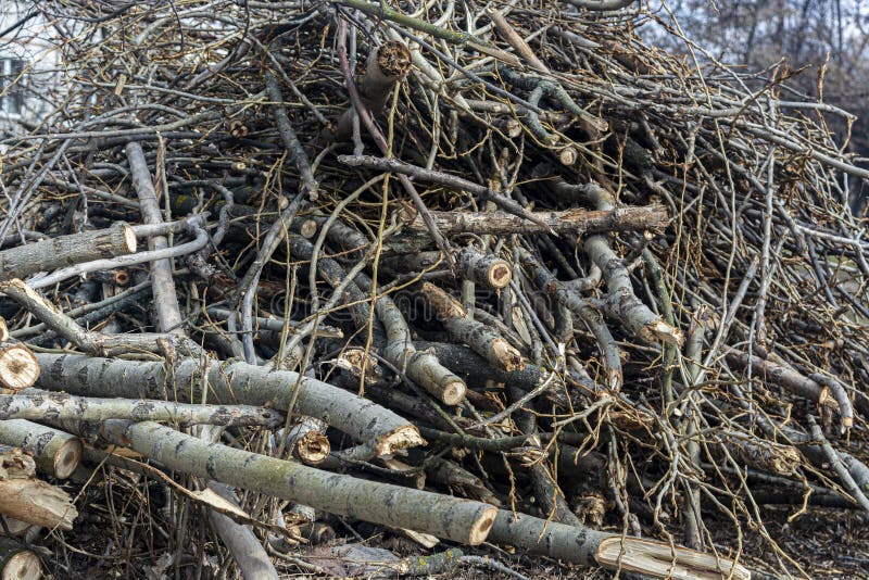 Wood Tree Branches Lie on the Ground. Tree Branches Close-up Stock ...