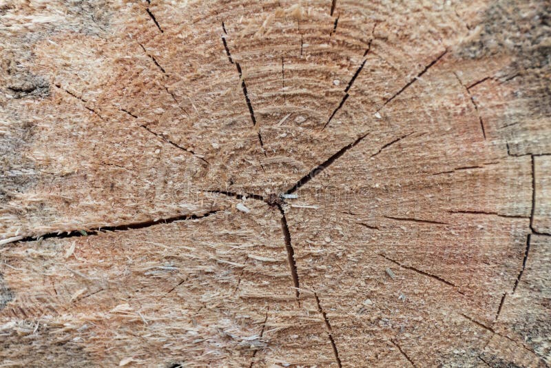 Background of Wood Texture, Round Shape, Which are Carved from a Large ...