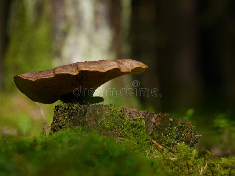 Poerli Won (Poerliwon) - Photographer profile