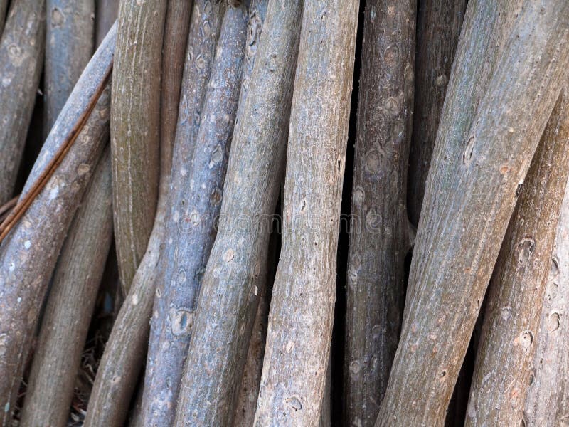 Old Wood Tree Texture Background Patternn Stock Image - Image of ...