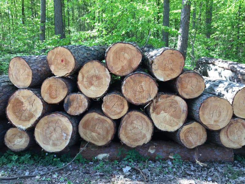 Wood, Tree, Lumber, Trunk Picture. Image: 118325824