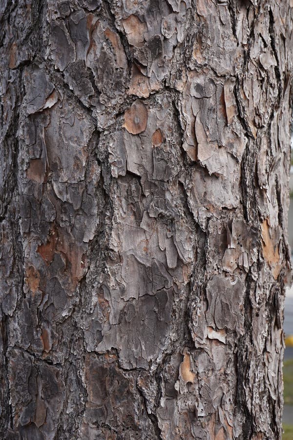 Wood Tree Natural Texture Background Picture Stock Photo - Image of ...