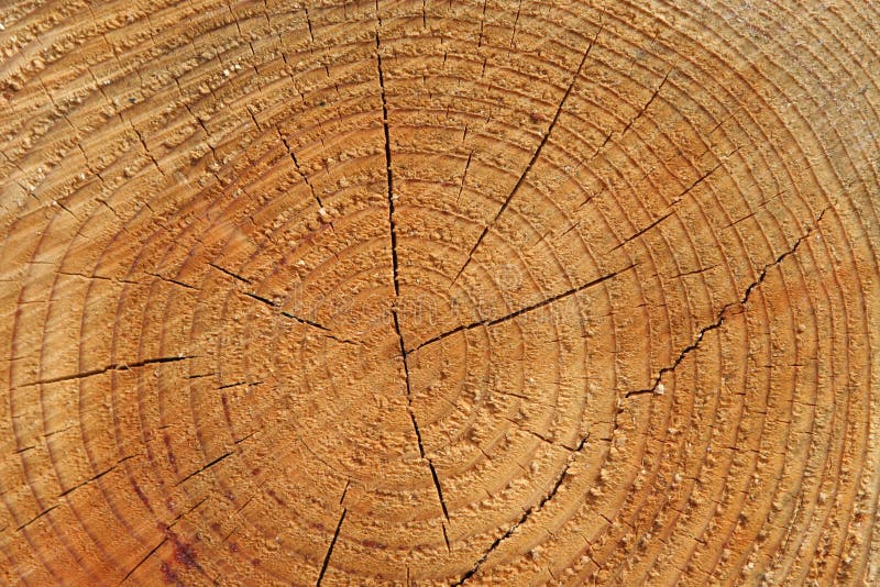 Wood Tree Rings Background stock image. Image of pattern - 253165