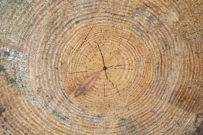 Annual Rings on Sawn Pine Tree Timber Wood Stock Photo - Image of ...