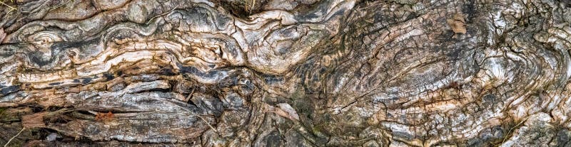 Wooden Rings of Pattern on Tree Root in Forest Stock Image - Image of ...