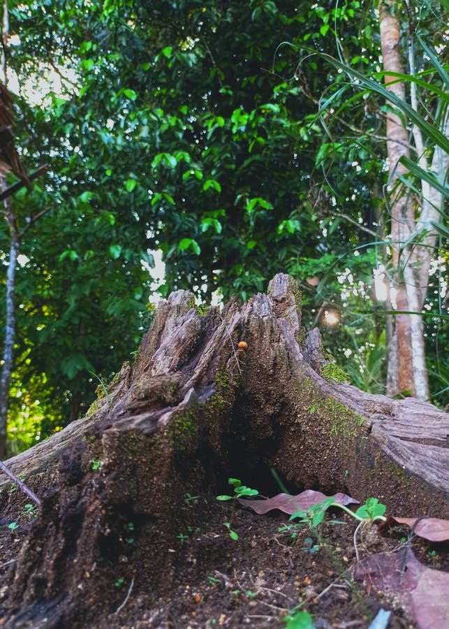 Remnants of Felling Old Trees Stock Photo - Image of root, tree: 220395772