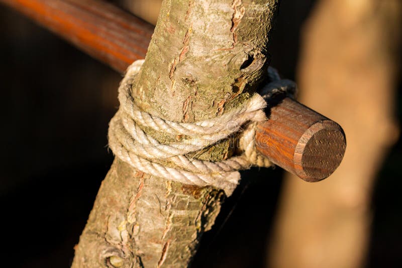 Wood tree rope stock image. Image of garden, rope, summer - 58491503