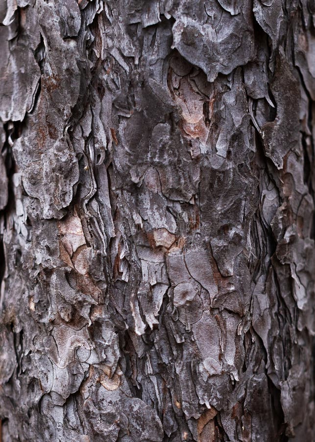 Wood Tree Texture Background Pattern Close Up Stock Image - Image of ...