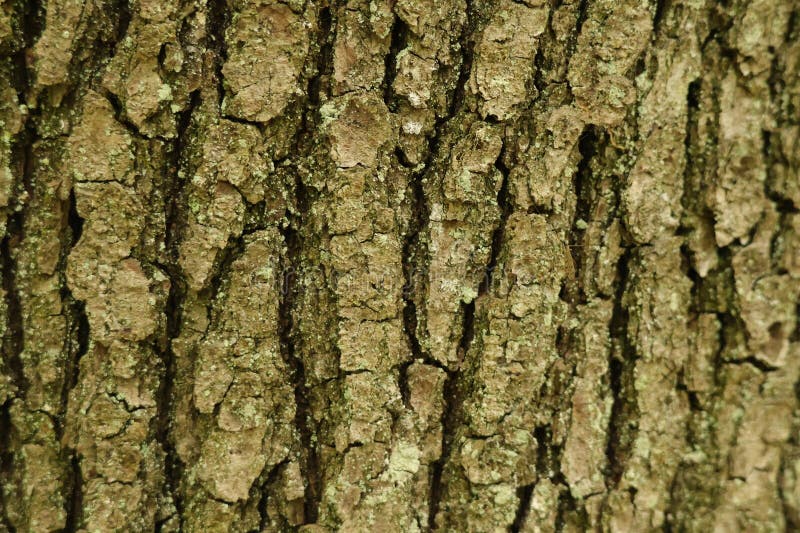 Wood tree texture stock photo. Image of wood, tree, nature - 381800872