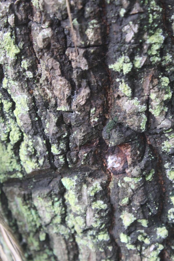 Wood tree texture close up stock photo. Image of green - 241322726