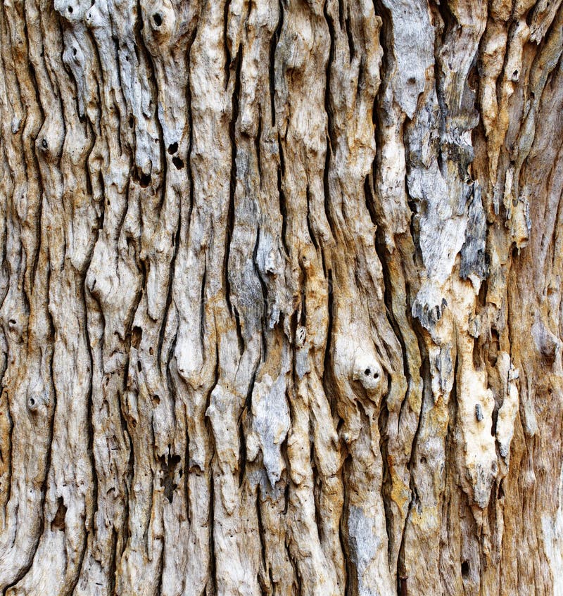 Wood Tree Texture stock image. Image of grain, board - 33166673