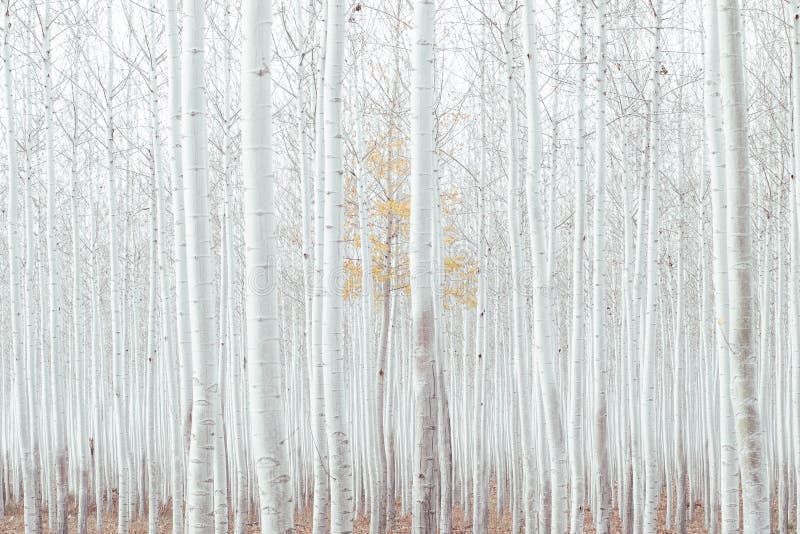 Wood, Tree, Texture, Winter Picture. Image: 100258089