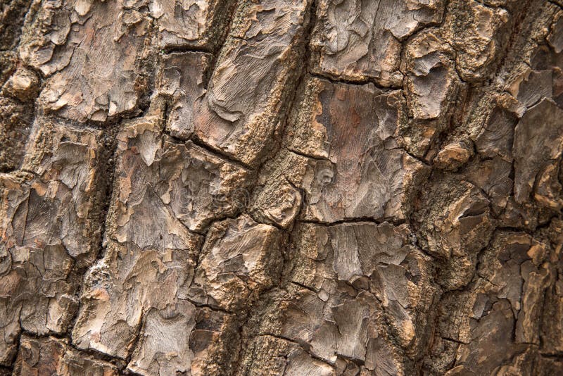 Wood Tree Texture stock image. Image of pattern, structure - 98776865