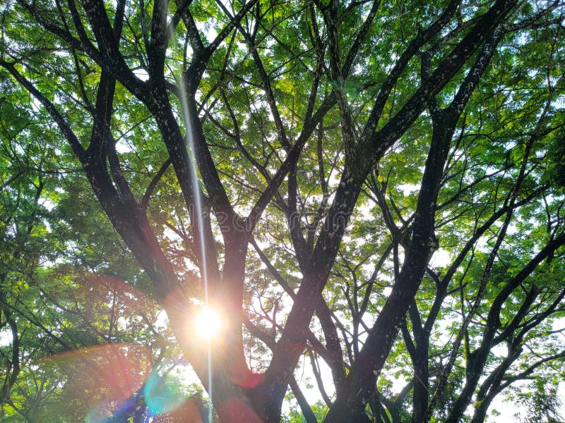 A Wood Tree with Thick, Branching Branches Stock Photo - Image of land ...