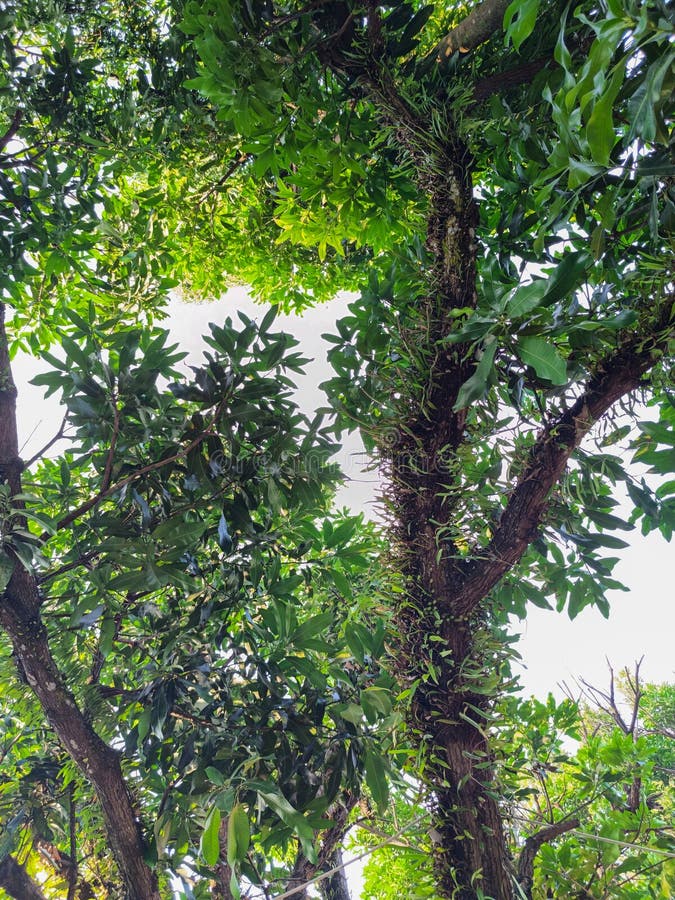 A Wood Tree with Thick, Branching Branches Stock Image - Image of green ...