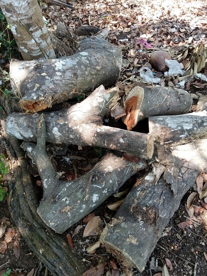 Wood Tree Trunk Branch Wood Firewood Stock Image - Image of trunk ...