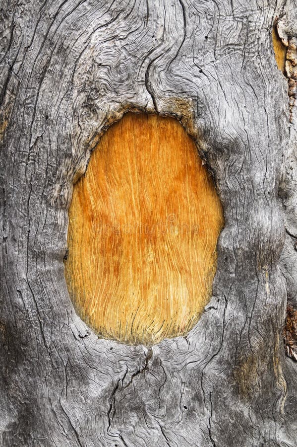 Wood Tree Trunk Frame stock image. Image of woodgrain - 45146805