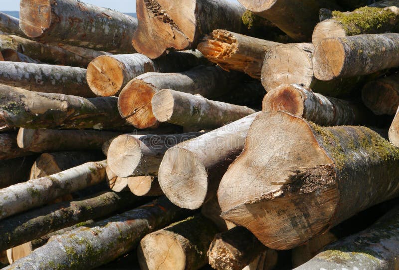 Wood , Tree Trunk, Material, Construction, Forest Stock Photo - Image ...