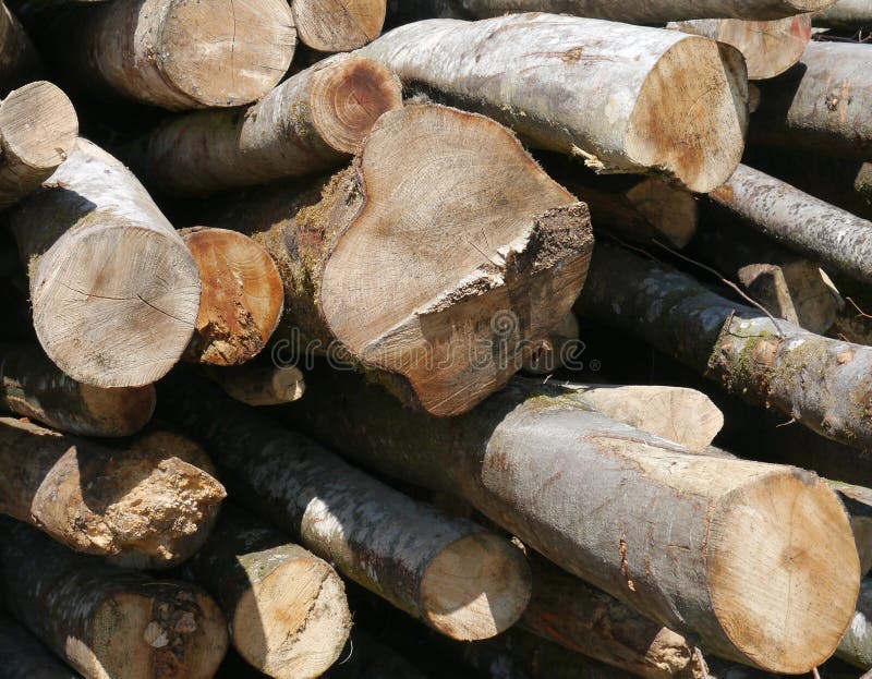 Wood , Tree Trunk, Material, Construction, Forest Stock Photo - Image ...