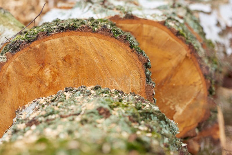 Wood, Tree Trunk and Ring with Texture in Nature for Fuel, Heat and ...