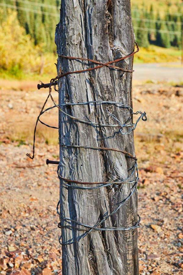 Wood Tree Trunk Wrapped with Metal Wire Against Fall Colors Stock Photo ...