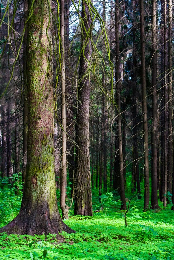 In the wood stock photo. Image of crust, green, peaceful - 31503174