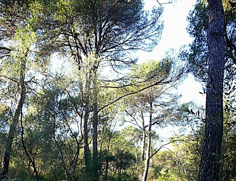 Wood stock image. Image of trip, trees, wood, light - 73783525