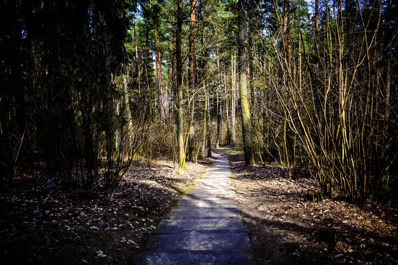 Wood. Trees. Walking Path.Autumn Wood. Stock Image - Image of walk ...