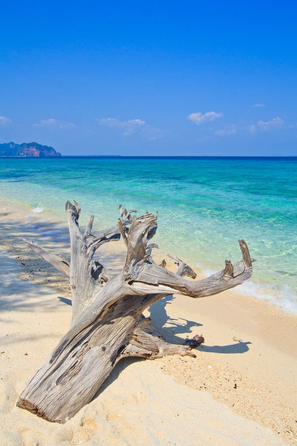 Wood on the Tropical Beach in Thailand Stock Photo - Image of andaman ...