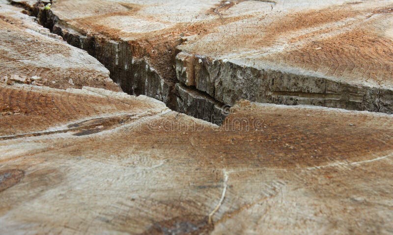 Wood Trunk Crevice Picture. Image: 5731378